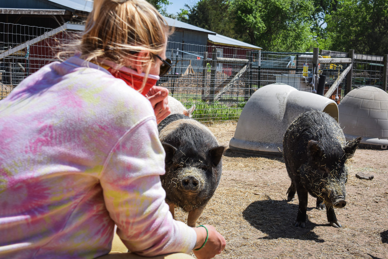 Central Texas Rescuers Work to Save Pigs, Farm Animals During Winter ...